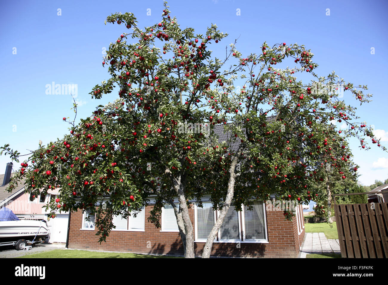 Fruits; tree loaded with red apples with green leaves house in ...