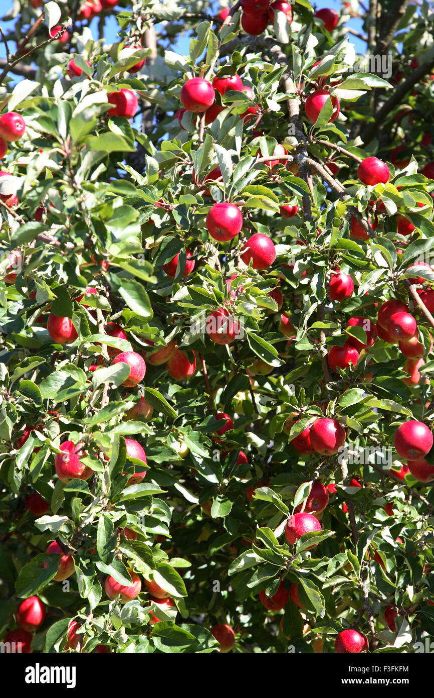 Fruits; tree loaded with red apples and green leaves Stock Photo - Alamy