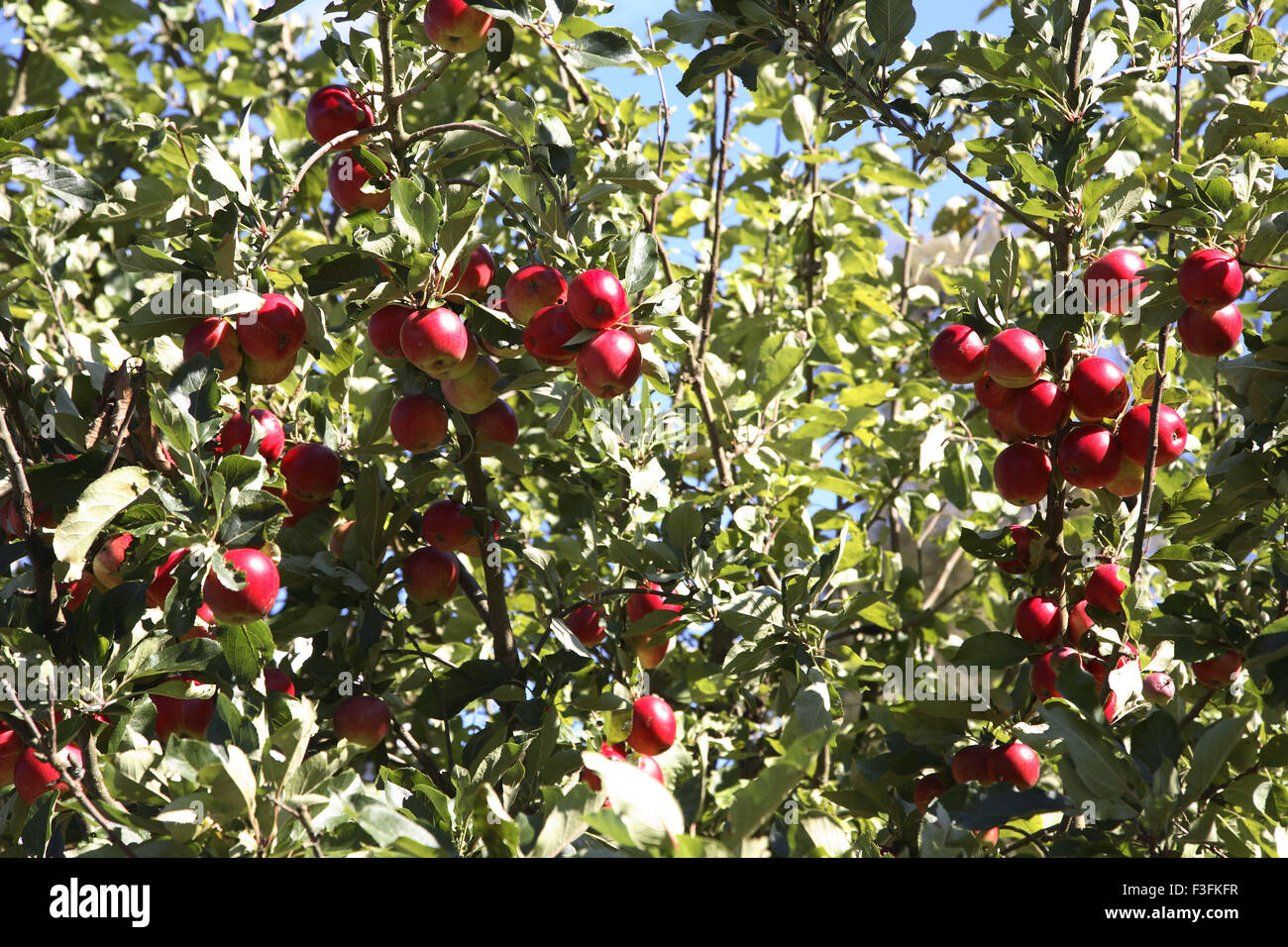 Fruits; tree loaded with red apples and green leaves Stock Photo - Alamy