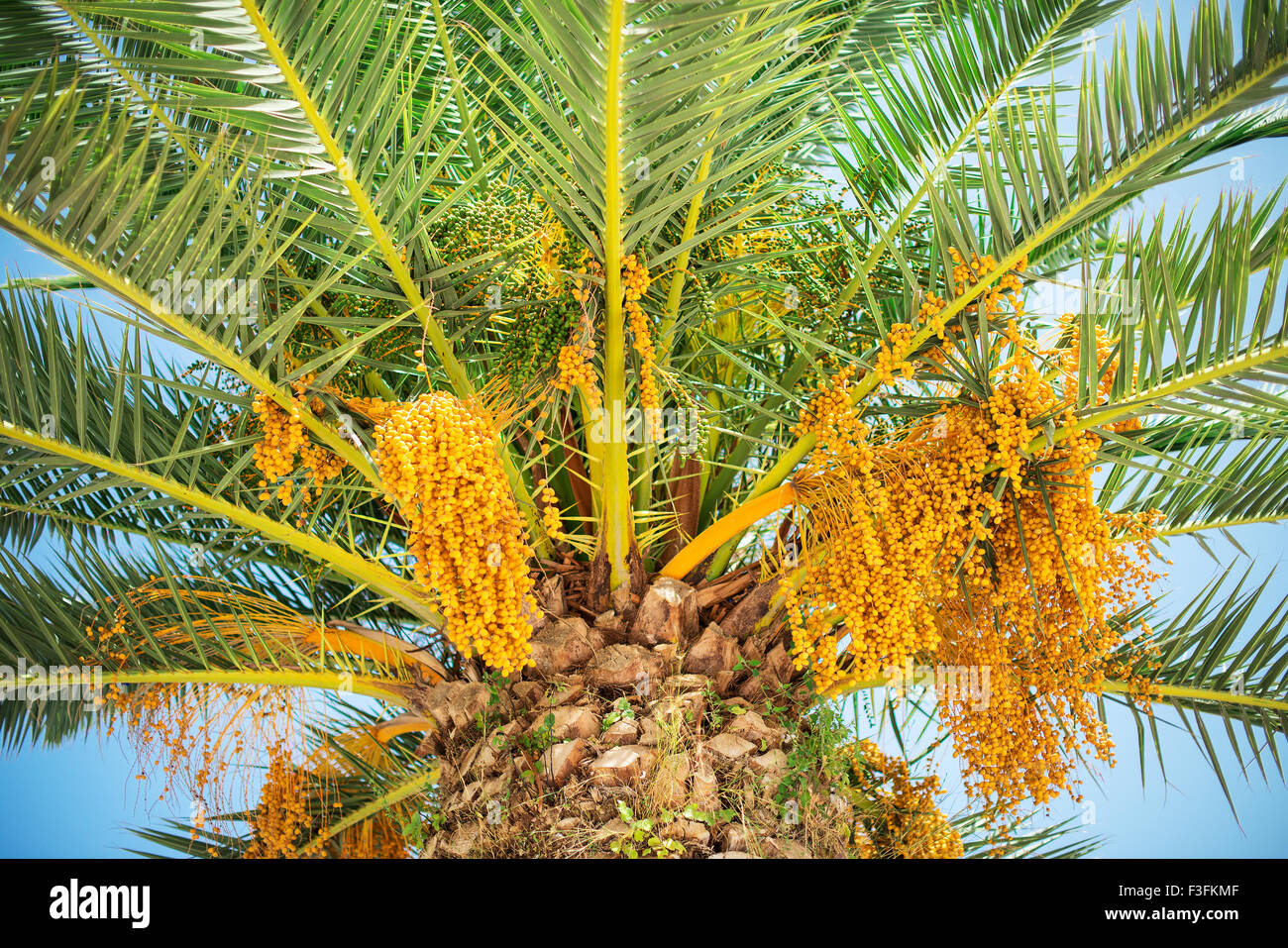 Colourful dates on palm tree. Horizontal Stock Photo - Alamy