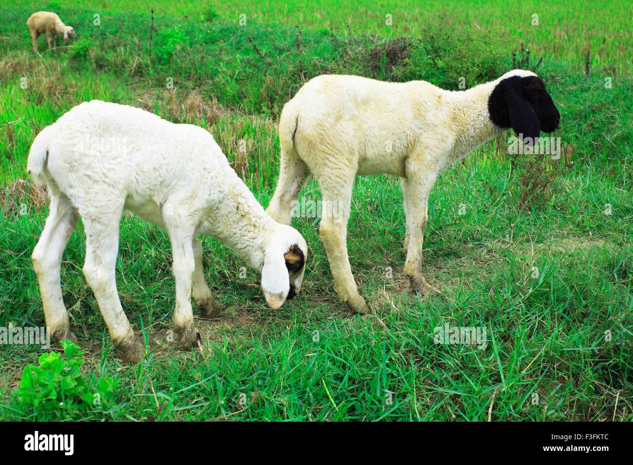 Sheep grazing ; Kerala ; India Stock Photo: 88240668 - Alamy