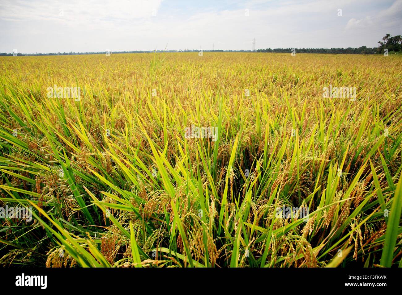 Kerala Rice Field High Resolution Stock Photography and Images - Alamy