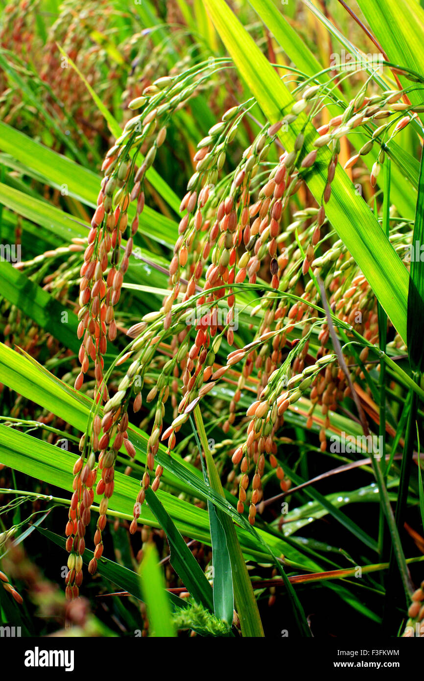 Kerala Rice Field High Resolution Stock Photography and Images - Alamy