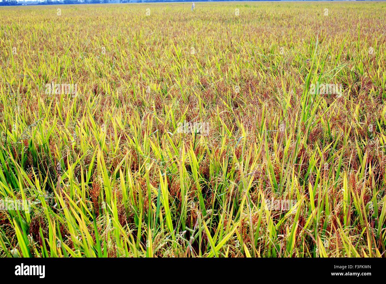 Rice field ; Kuttanadu ; Alappuzha ; Kerala ; India Stock Photo - Alamy