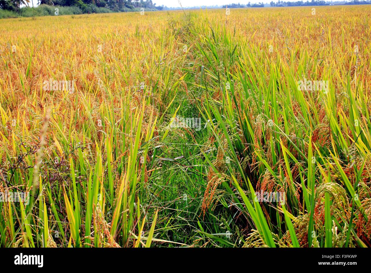 Kerala Rice Field High Resolution Stock Photography and Images - Alamy