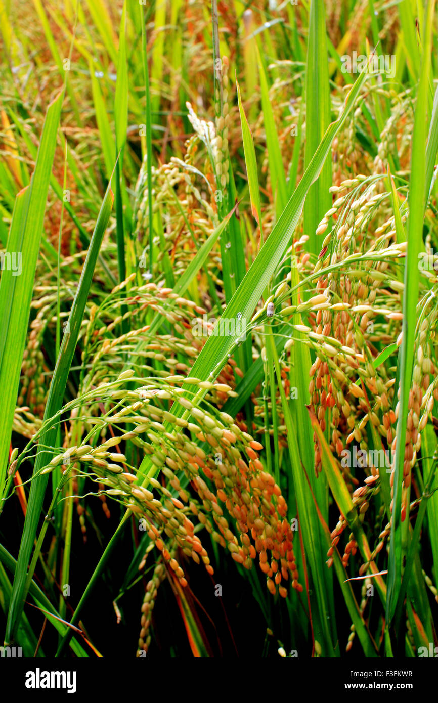 Rice field ; Kuttanadu ; Alappuzha ; Kerala ; India Stock Photo - Alamy