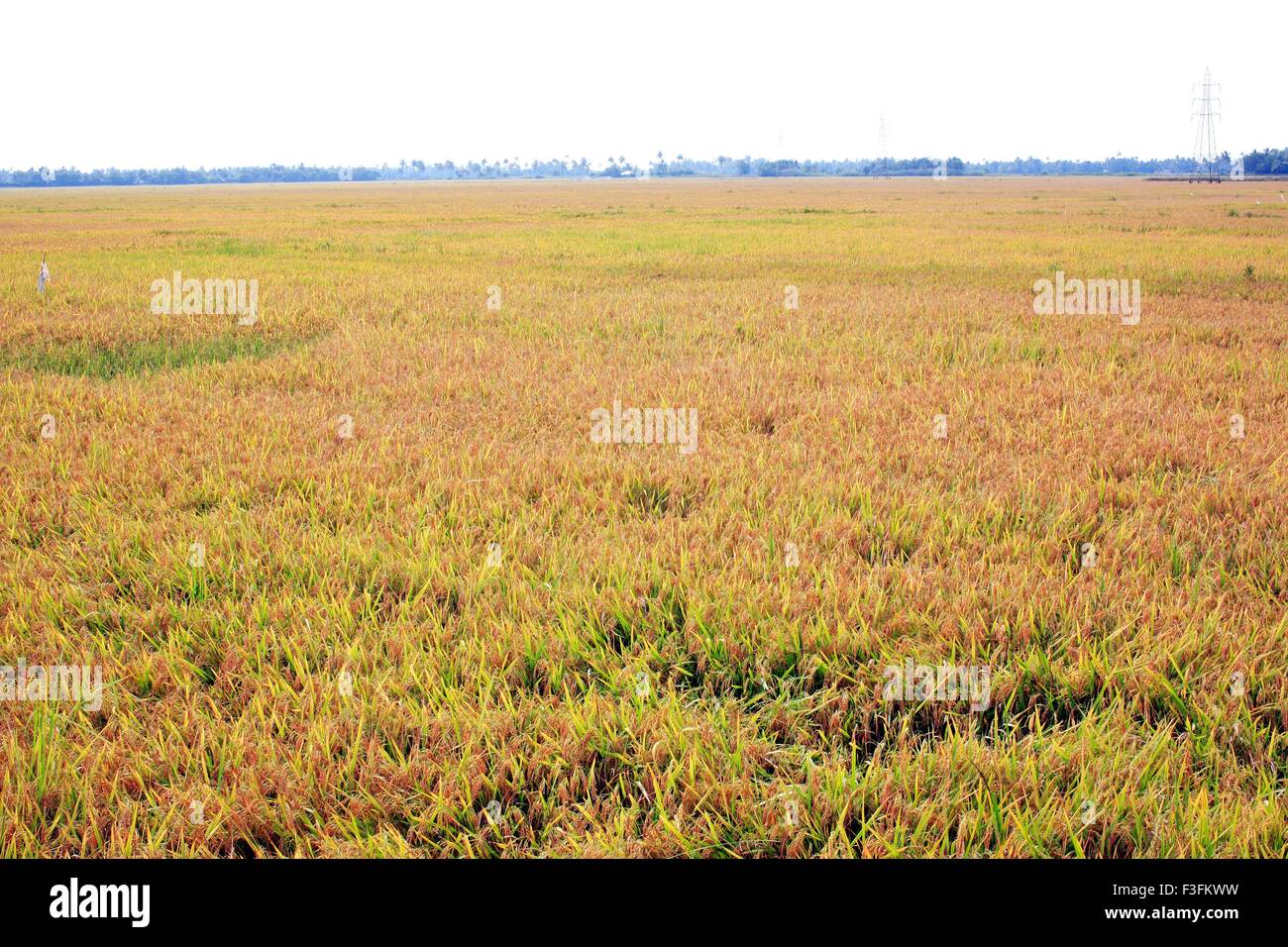 Rice field ; Kuttanadu ; Alappuzha ; Kerala ; India Stock Photo - Alamy