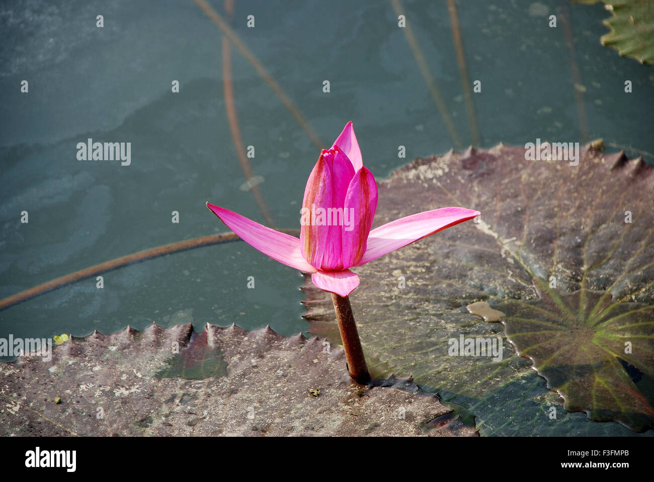 Lotus bud shape hi-res stock photography and images - Alamy