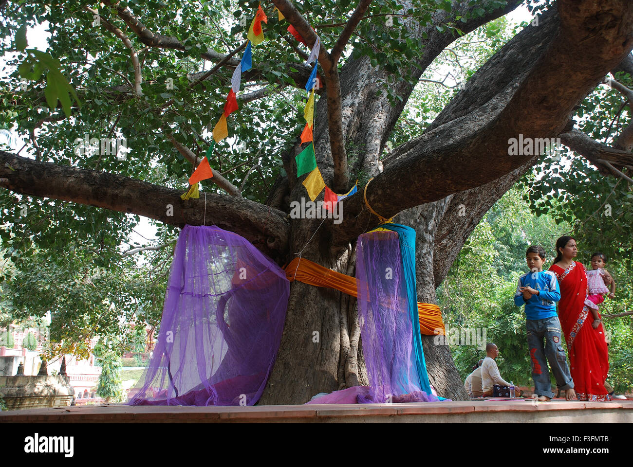 Bodhi tree or ficus banyan tree ; Gaya ; Bihar ; India Stock Photo - Alamy