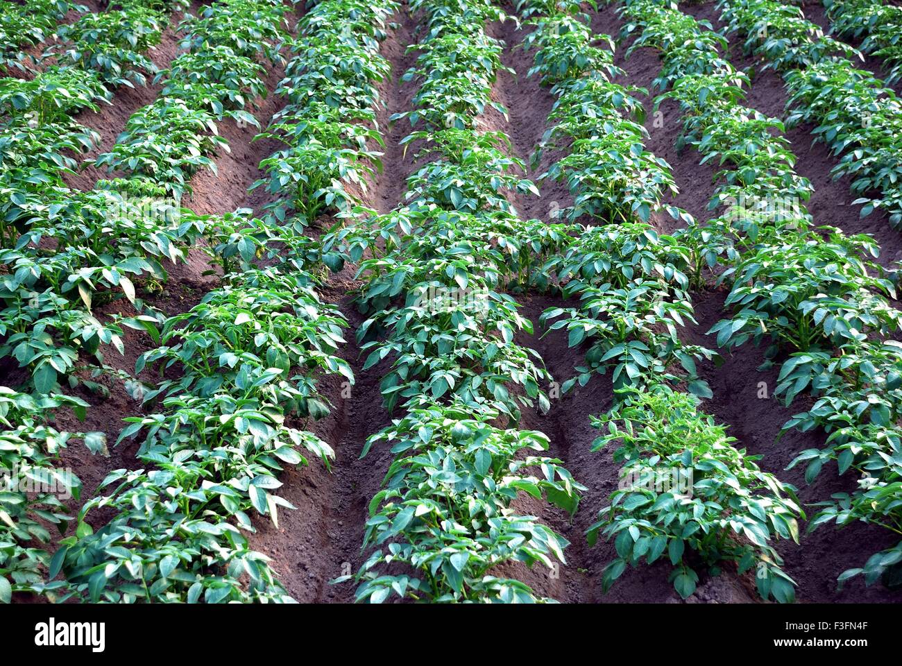 Potato plant ; Howrah ; Calcutta ; Kolkata ; West Bengal ; India ; Asia ...