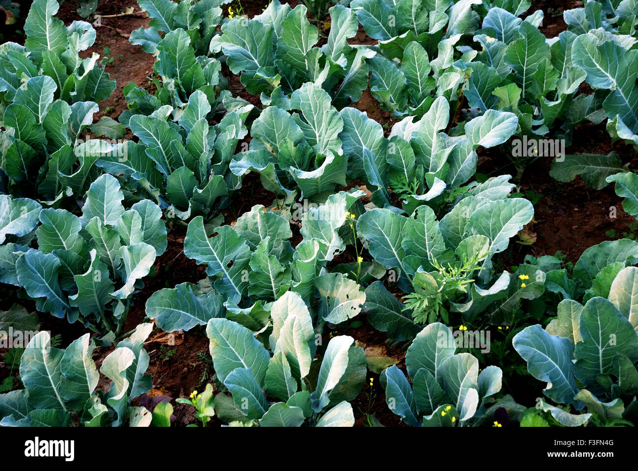 Cabbage plant ; Howrah ; Calcutta ; Kolkata ; West Bengal ; India ...