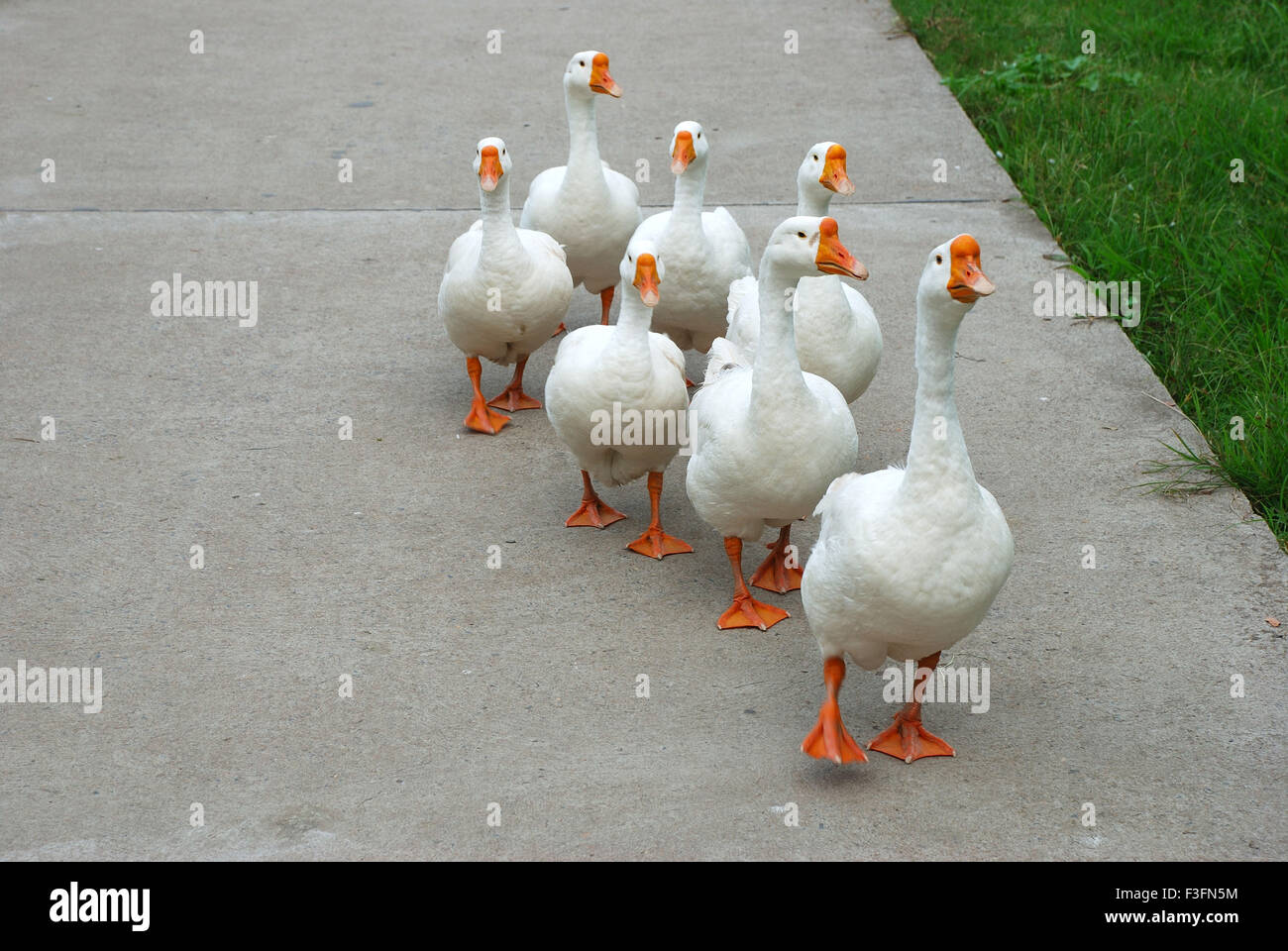 Seven ducks parade ; Citizen Park ; Calcutta ; Kolkata ; West Bengal ...