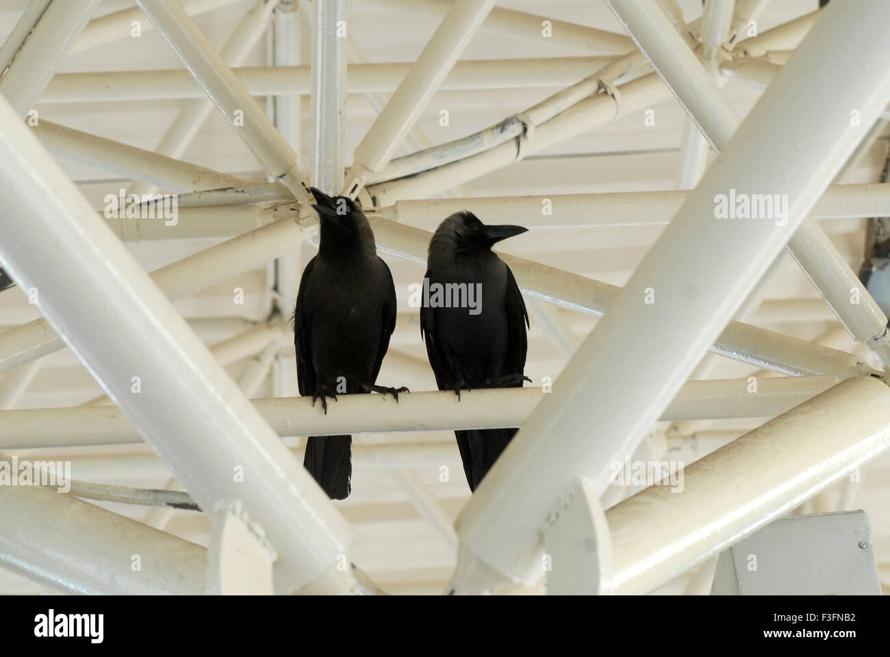Two crows perch on steel girders in Bombay now Mumbai ; Maharashtra ...