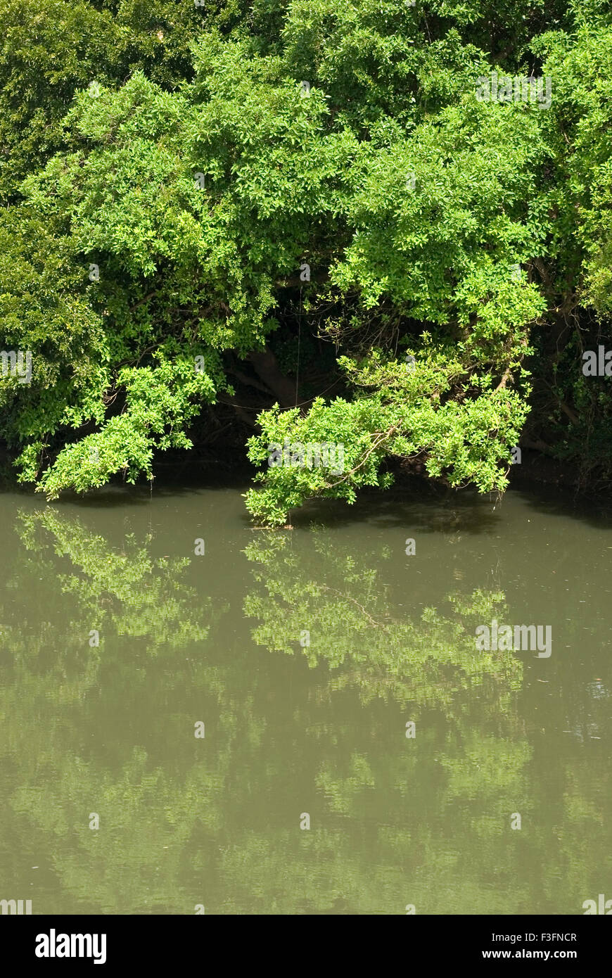 Mangroves in the back waters of sindhu sagar (Arabian Sea) on way to ...