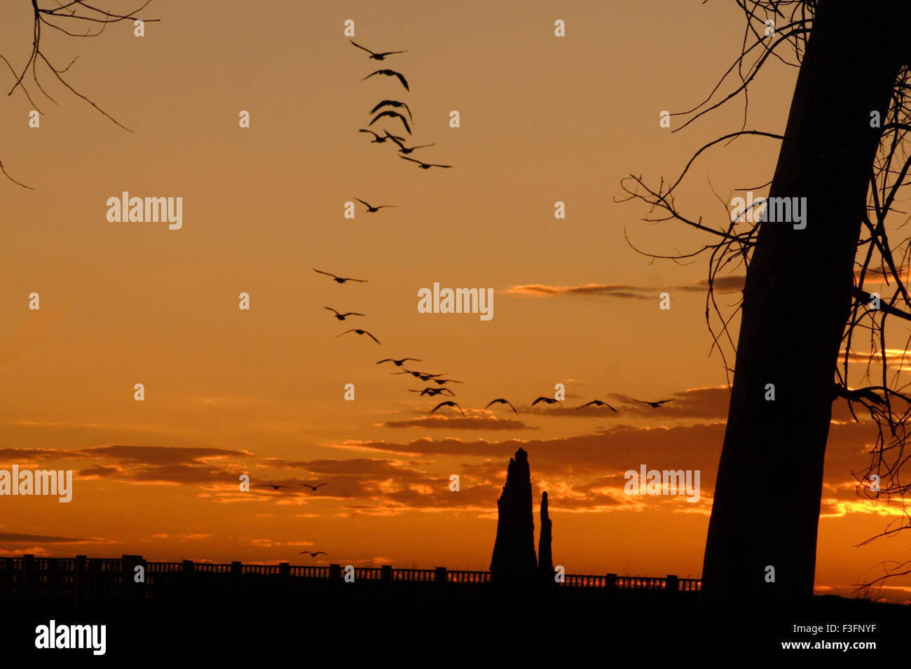 Birds flying golden sky hi-res stock photography and images - Alamy