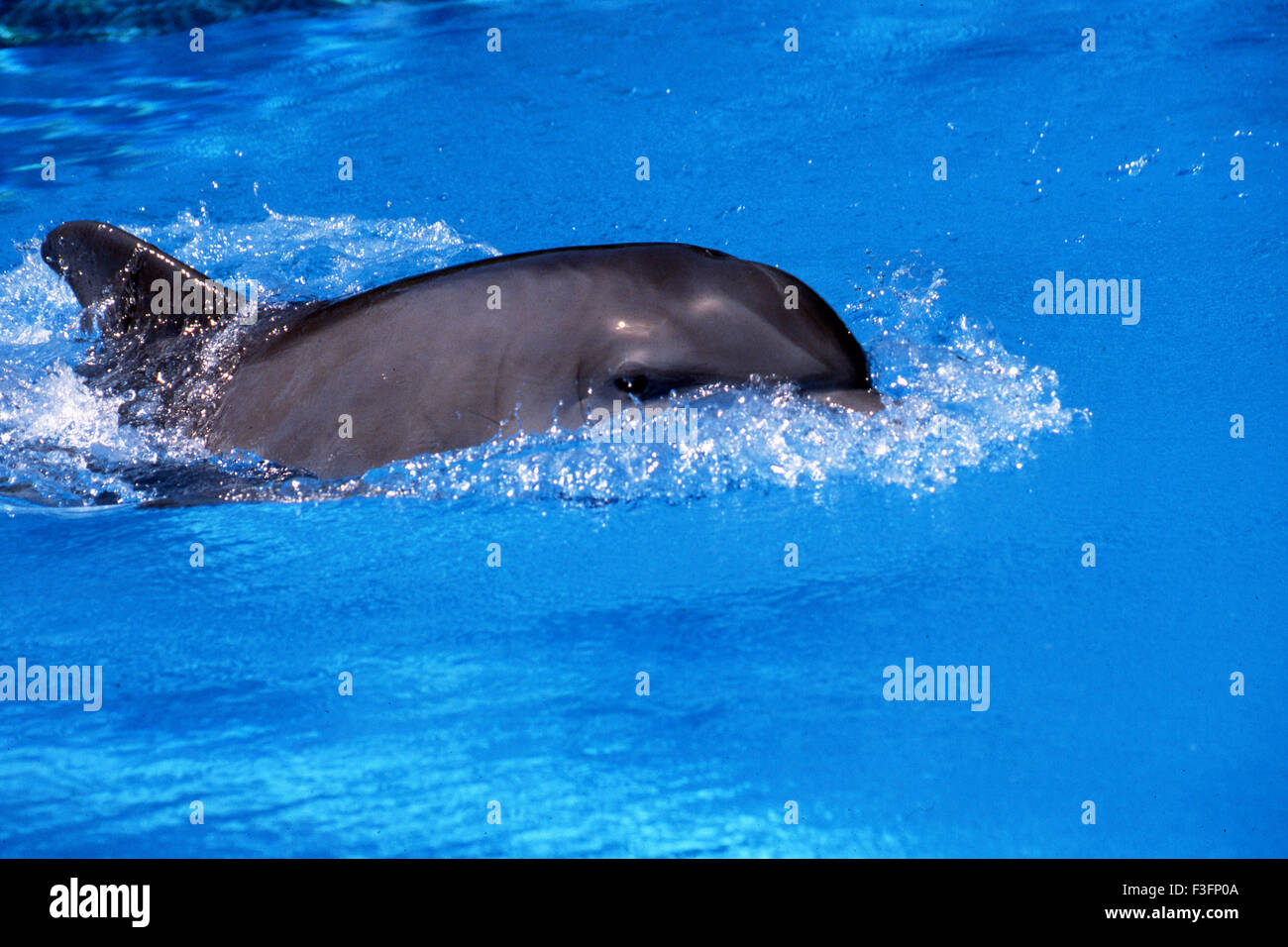 Dolphin preserved in deep water tank ; Las Vegas ; U.S.A. United States ...