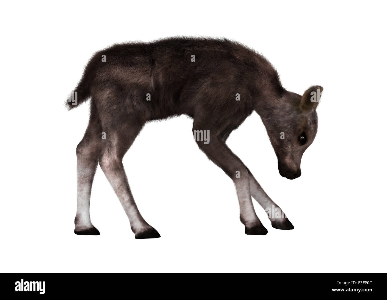 3D digital render of a caribou calf isolated on white background Stock ...