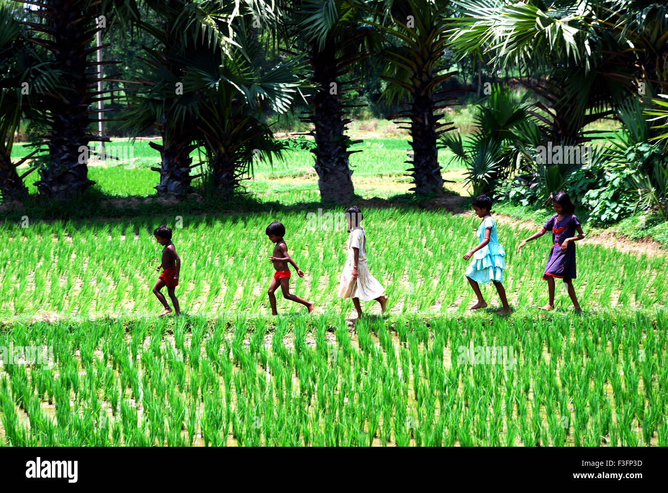 Girls in rice field hi-res stock photography and images - Alamy