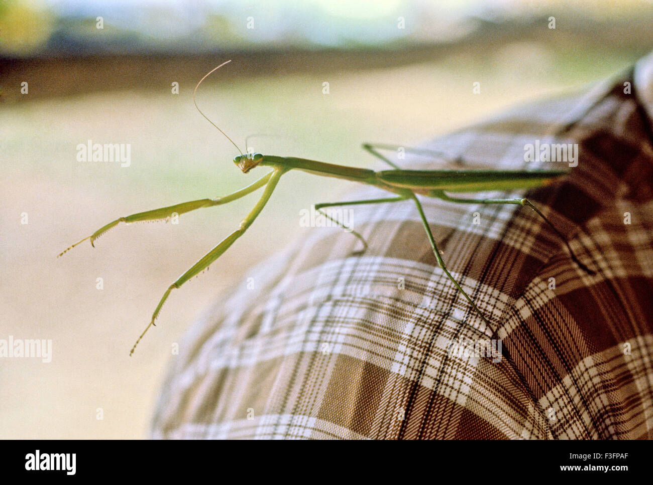 Jumping insects hi-res stock photography and images - Alamy