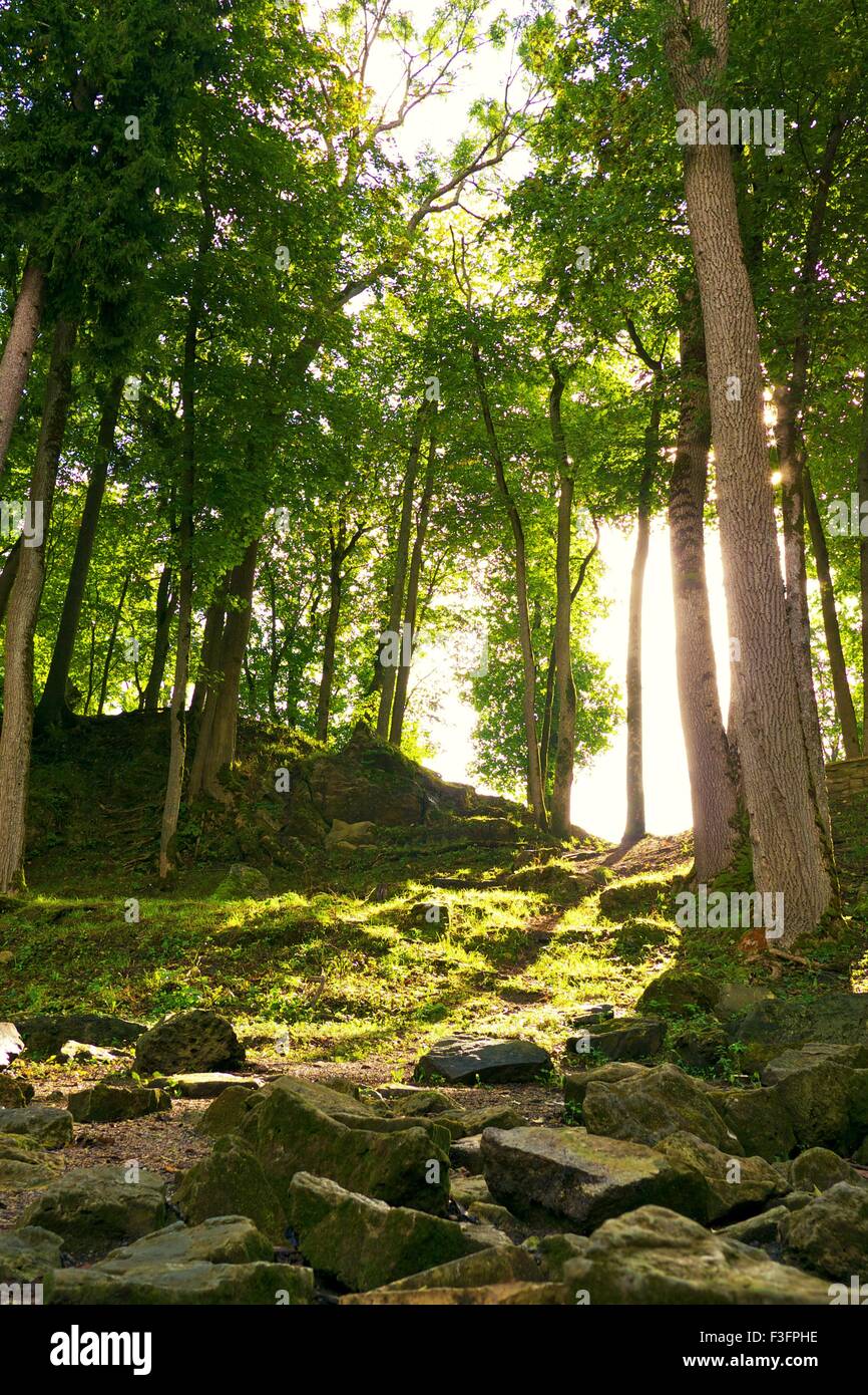 Sunshine in a forest Stock Photo - Alamy