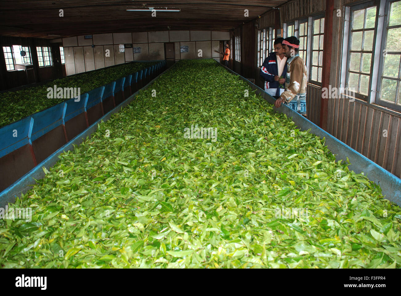 Tea manufacturing hi-res stock photography and images - Alamy