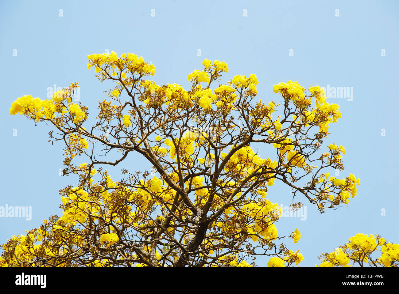 Flowering tree ; yellow flowers ; spring season ; Howrah ; Calcutta ...