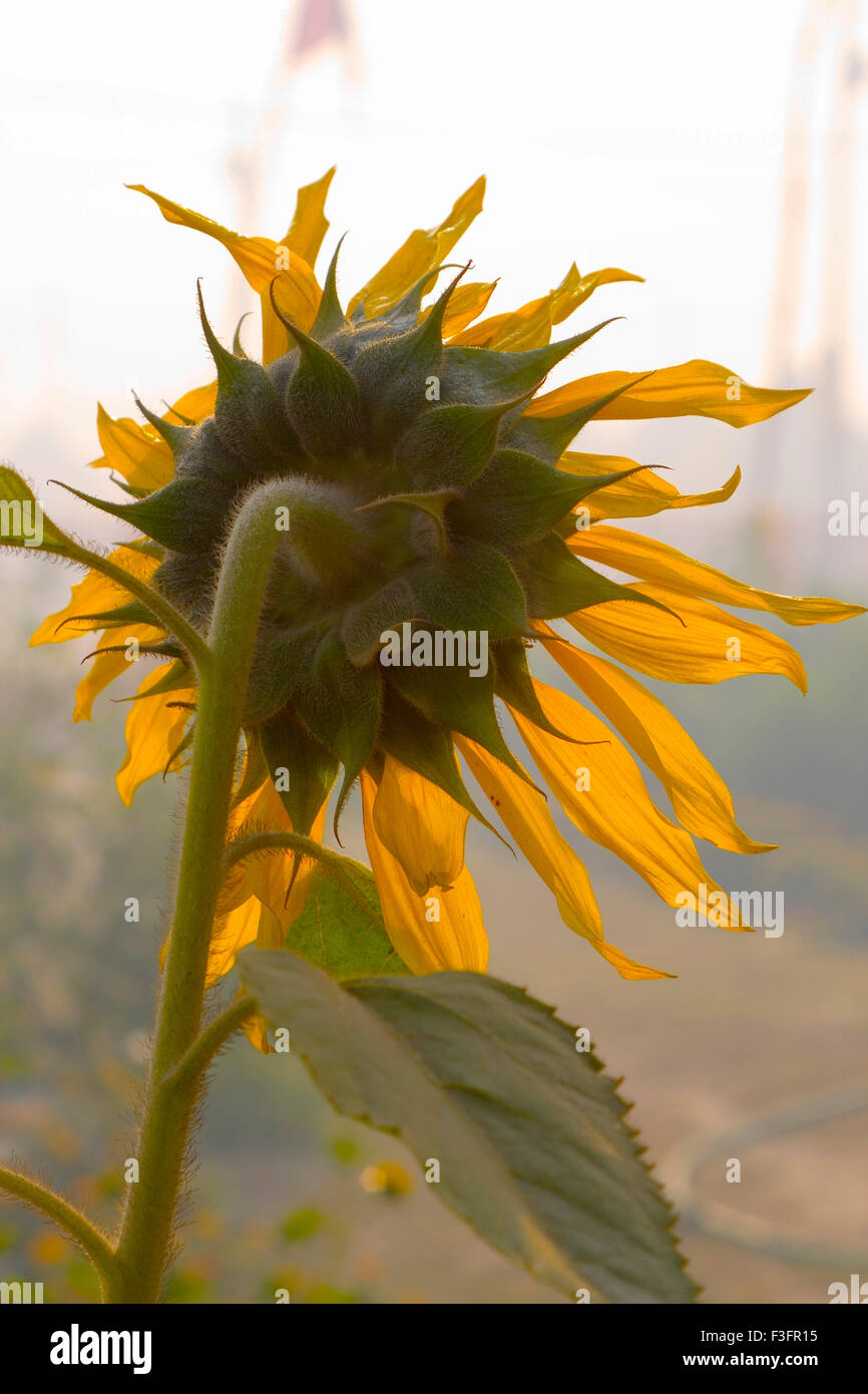 Indian sunflower farm hi-res stock photography and images - Alamy