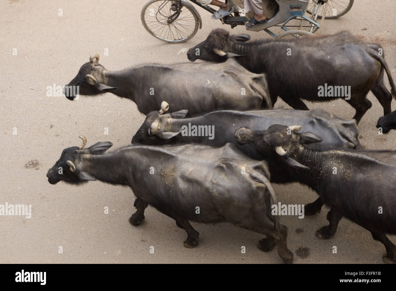 Indian buffalo hi-res stock photography and images - Alamy