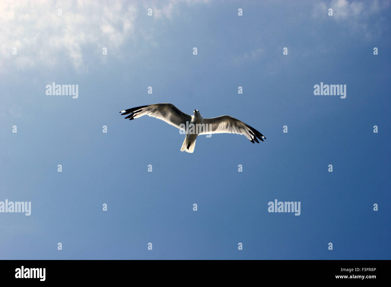 Flying legs hi-res stock photography and images - Alamy