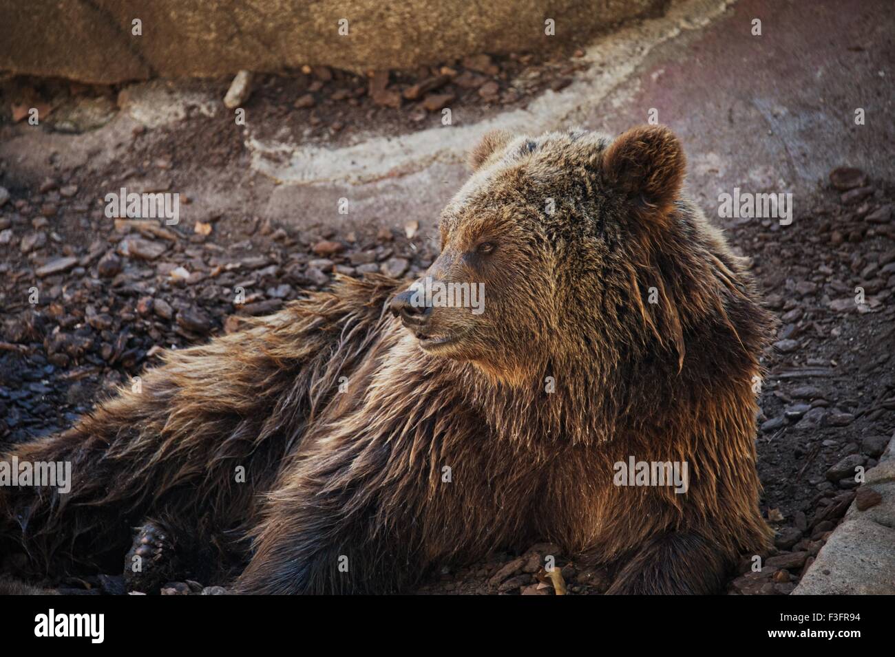 Bear lying down hi-res stock photography and images - Alamy