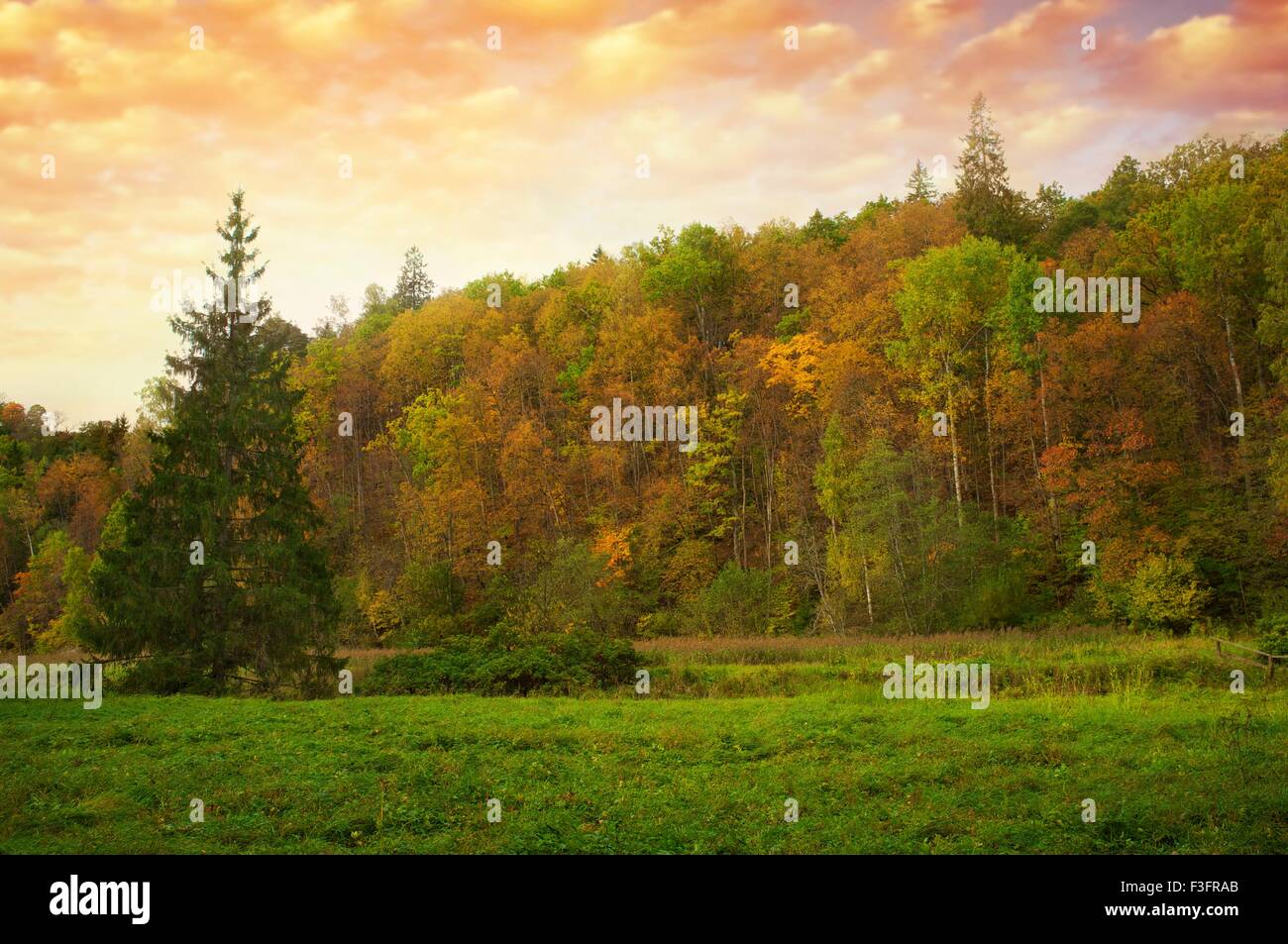 Beautiful autumn forest Stock Photo - Alamy