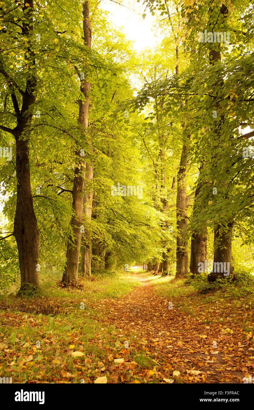 Alley in a autumn forest Stock Photo - Alamy