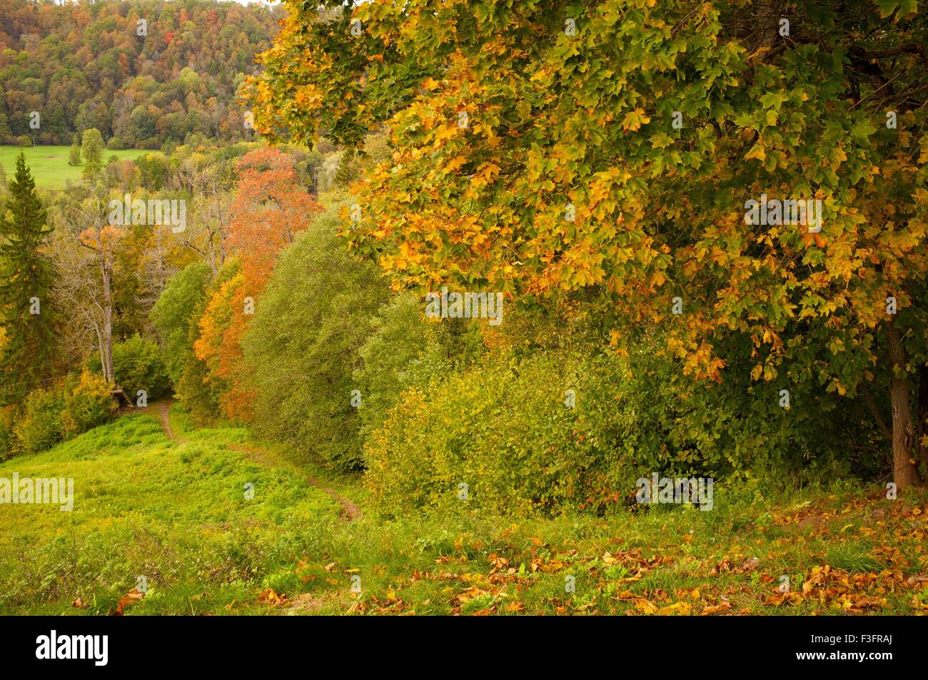 Beautiful autumn forest Stock Photo - Alamy