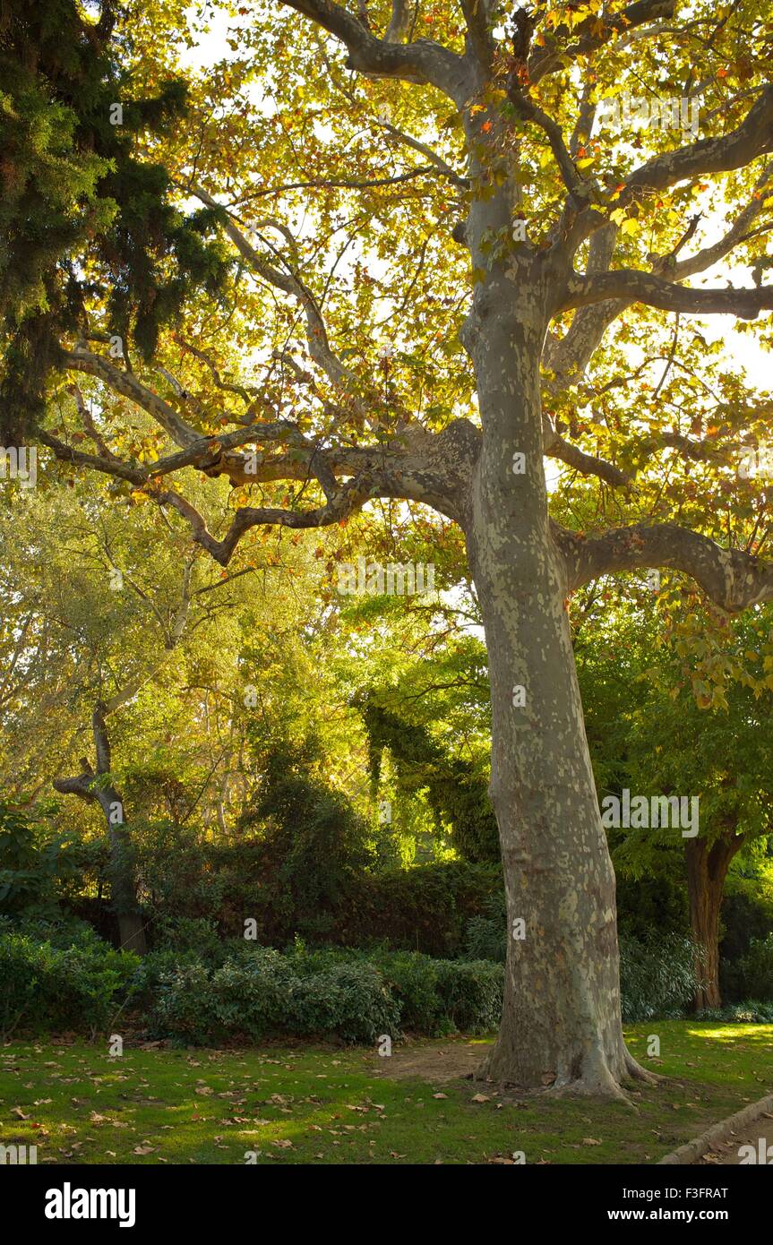 Old tree in a park Stock Photo - Alamy
