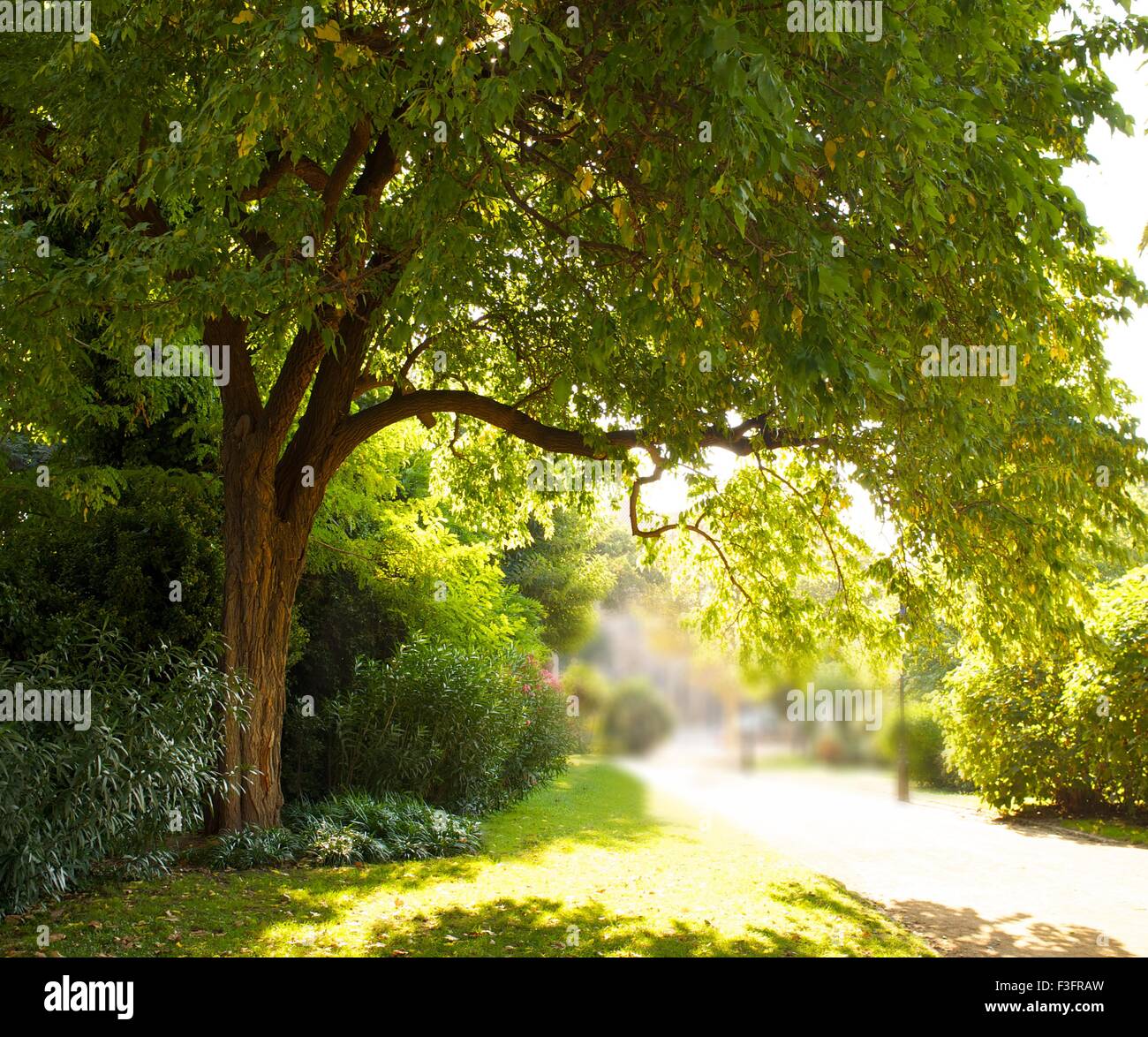 Beautiful park view Stock Photo - Alamy