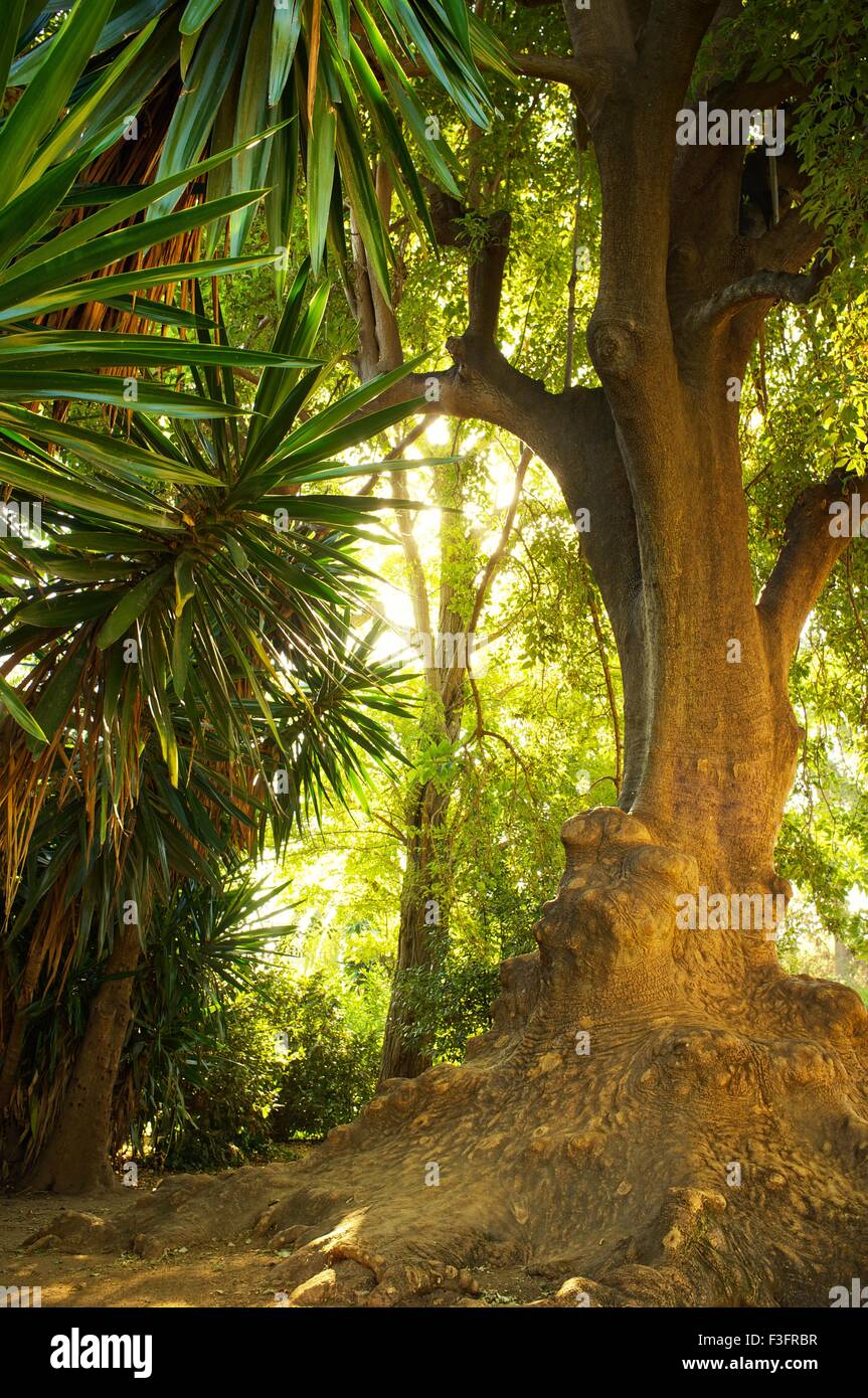 Old tree in a tropical forest Stock Photo - Alamy