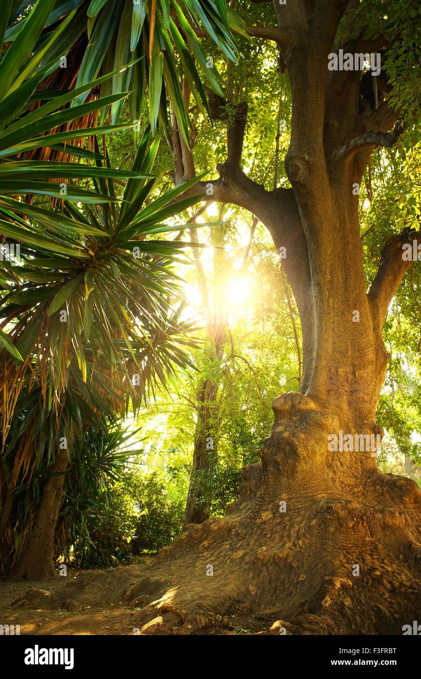 Old tree in a tropical forest Stock Photo - Alamy