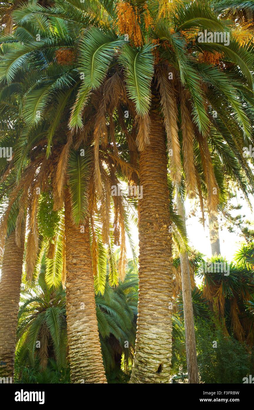 Palm tree in a tropical forest Stock Photo - Alamy