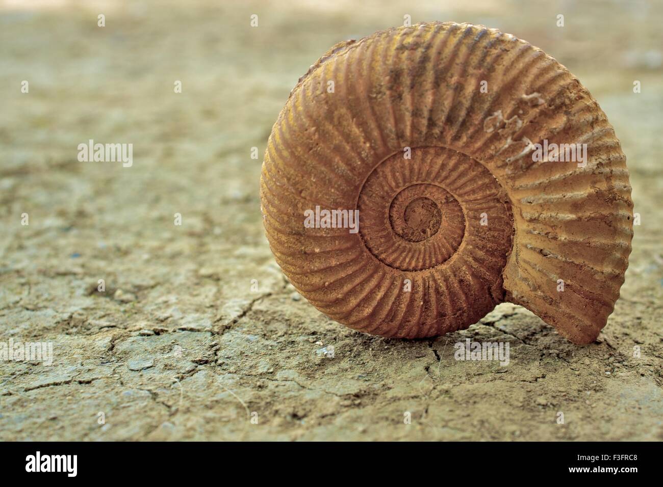 Antique snail shell Stock Photo - Alamy
