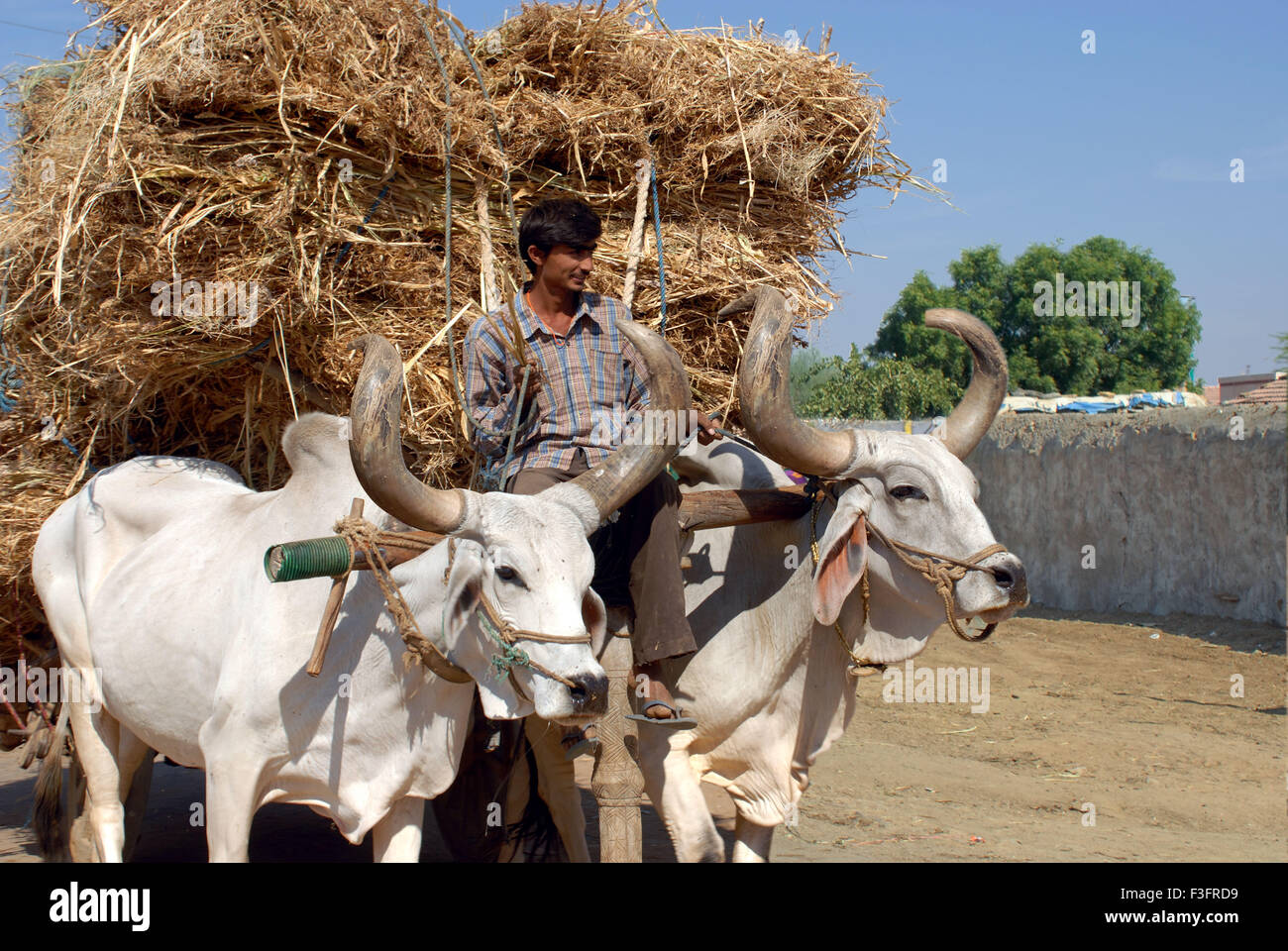 Bullock cart ; Kutch ; Gujarat ; India ; Asia Stock Photo - Alamy