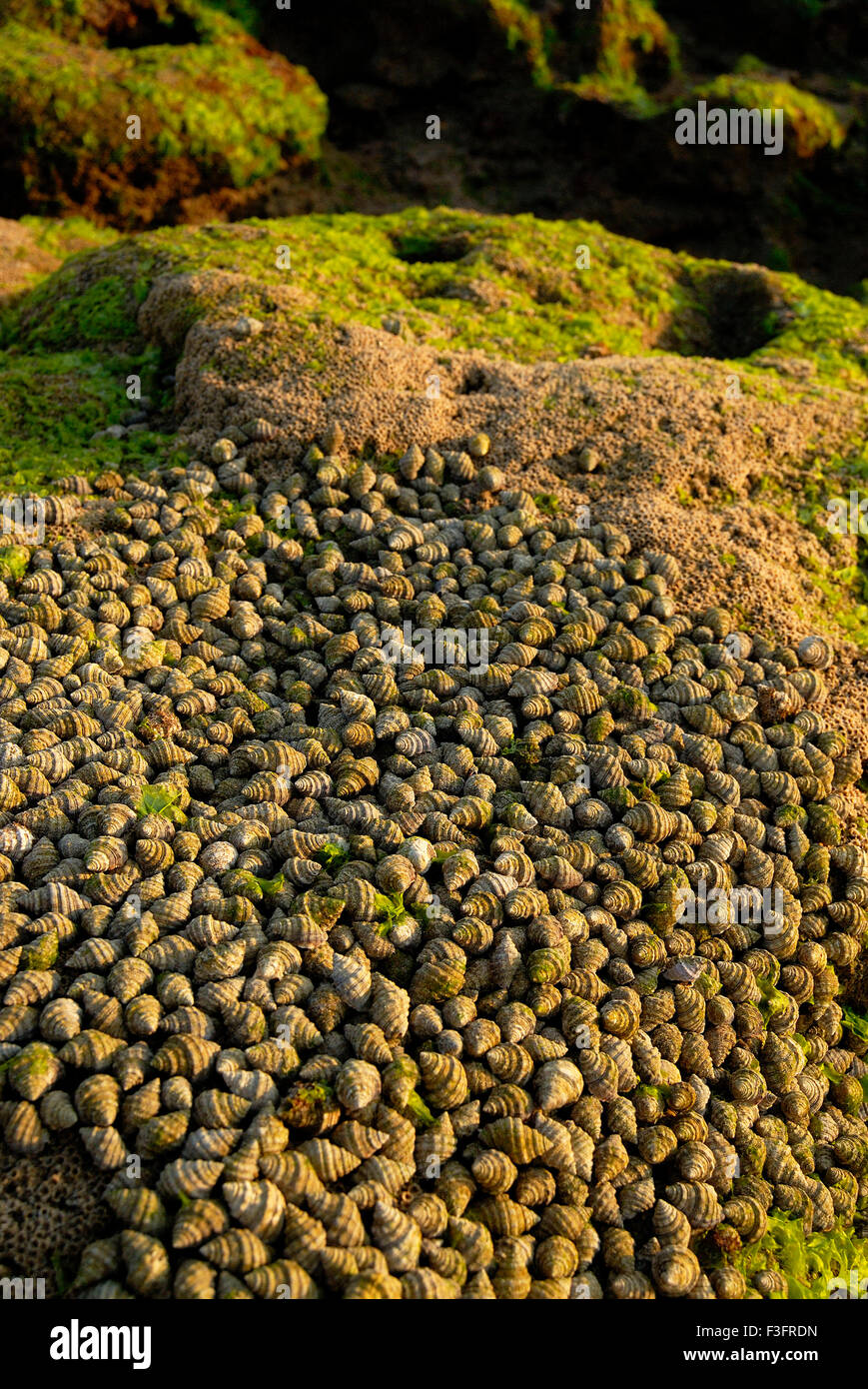 seashells, sea shells, shells, Pingleshwar Beach, Rapar Gadhvali, Kutch ...