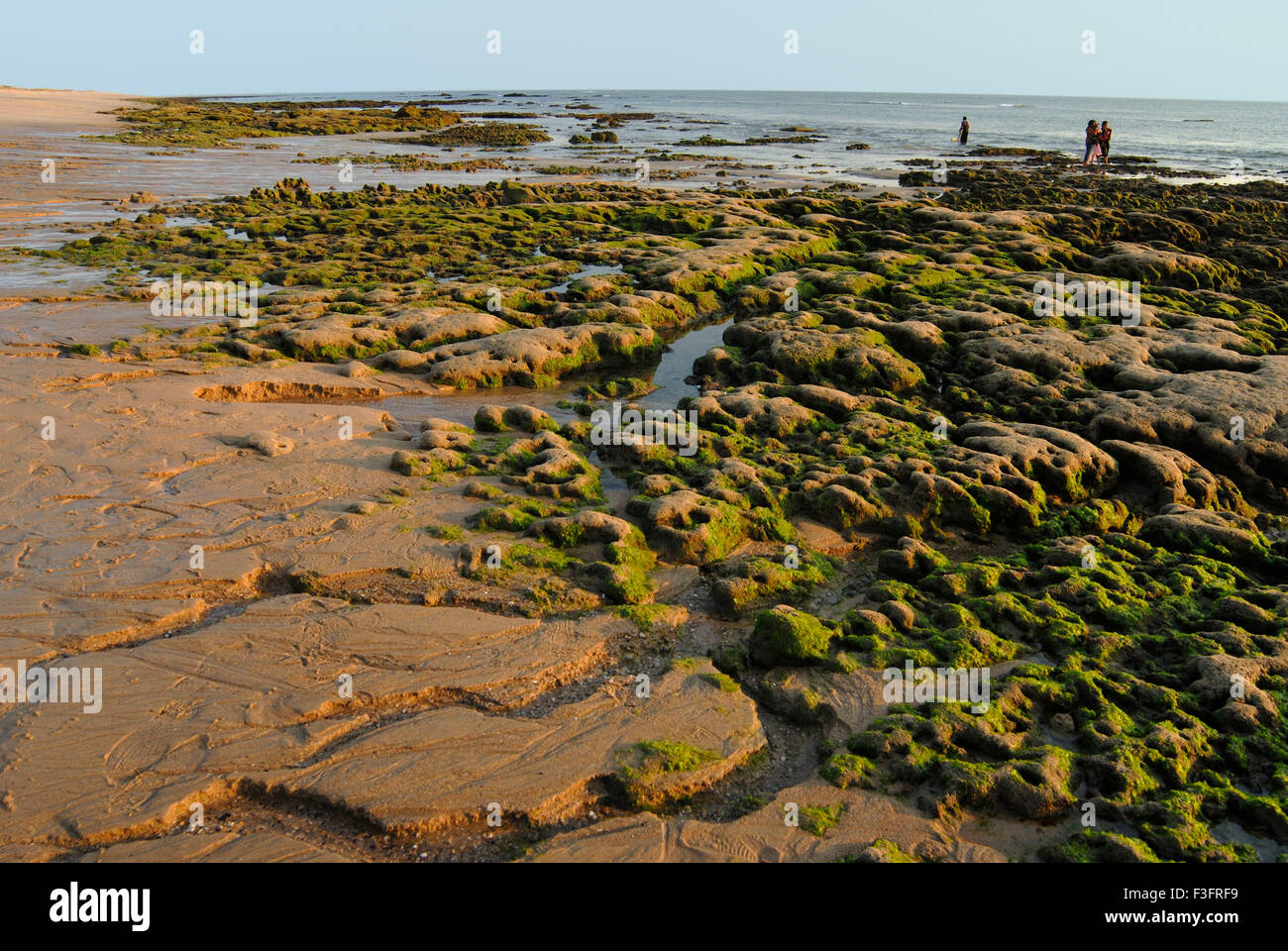 Rocks with moss, Pingleshwar Beach, Rapar Gadhvali, Mandvi Kutch, Kutch ...