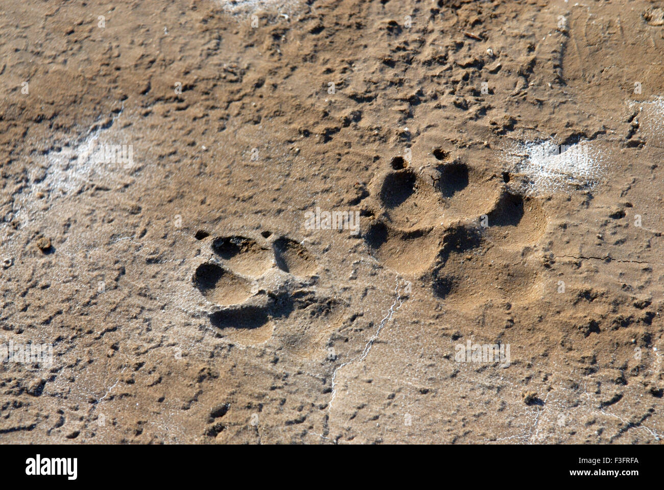 Pug marks hi-res stock photography and images - Alamy