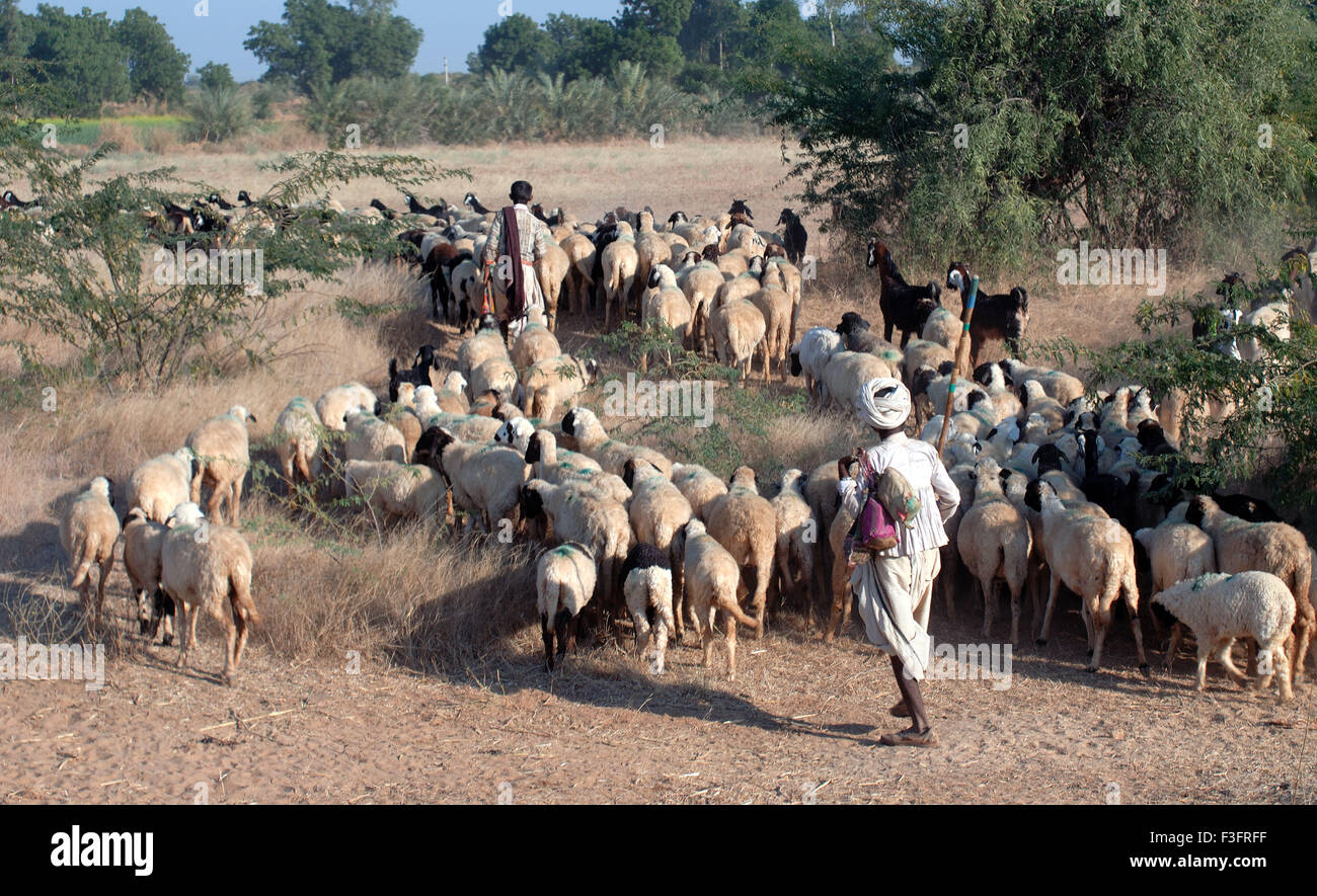 Sheppard along with flock of sheep ; Kutch ; Gujarat ; India Stock ...