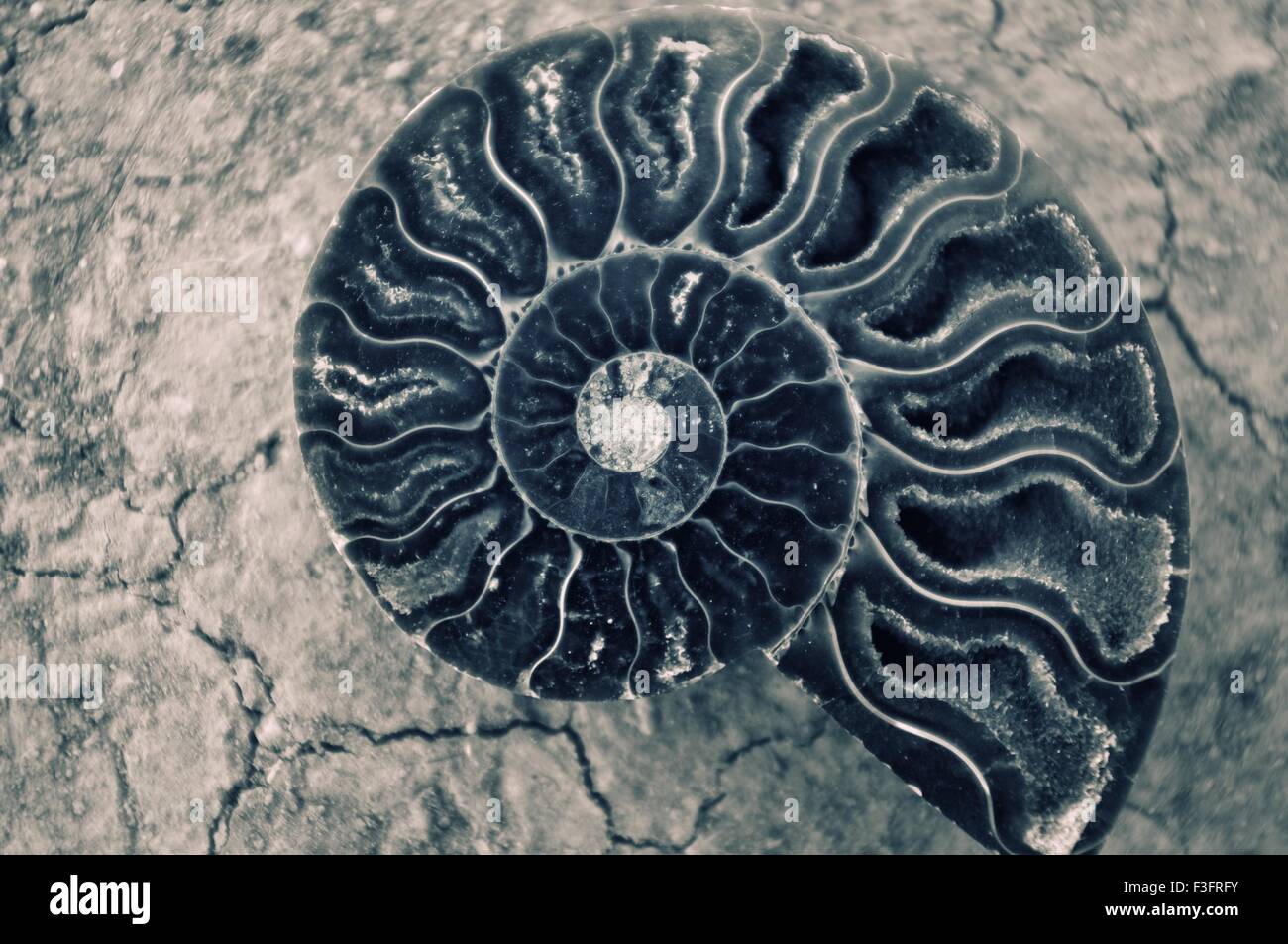 Antique snail shell background Stock Photo - Alamy