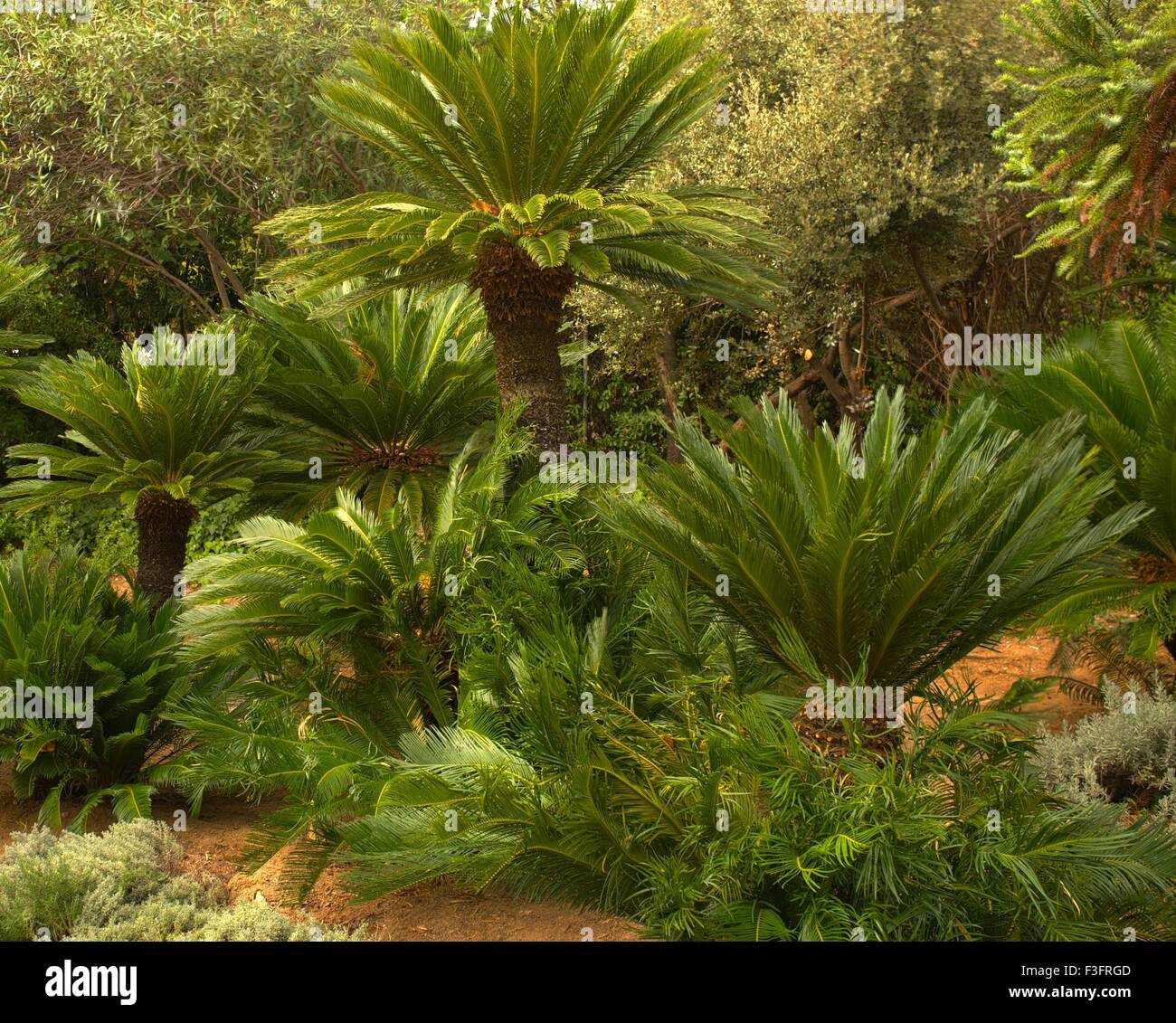 Beautiful tropical forest Stock Photo - Alamy