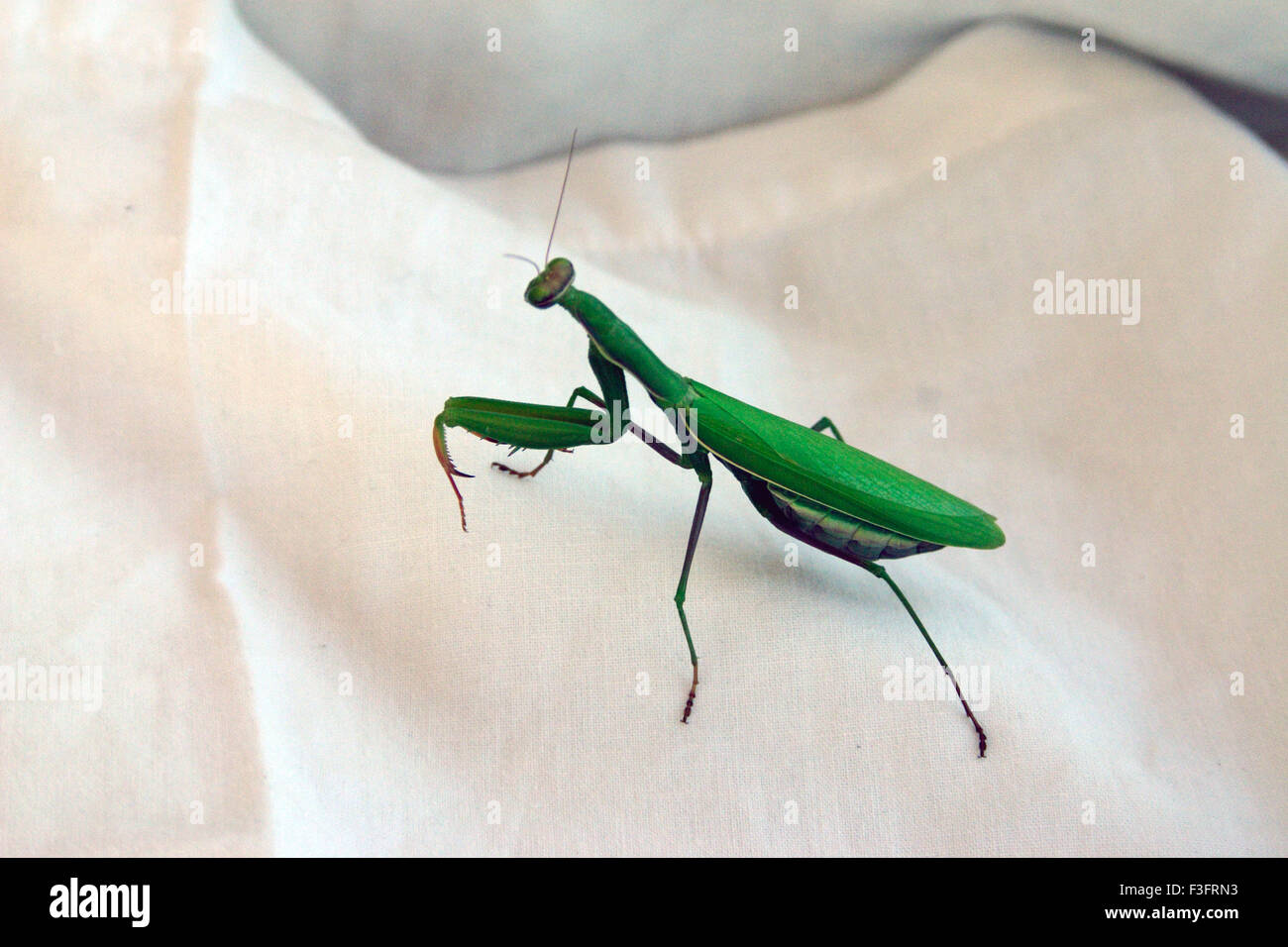 Insects ; Mantis feeding called Pest Controller or Green Friend Stock ...