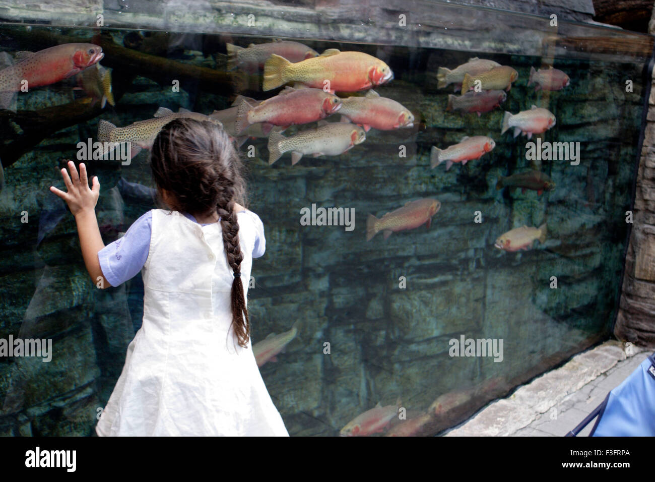 Fish in aquarium and girl trying to touch fish Stock Photo - Alamy