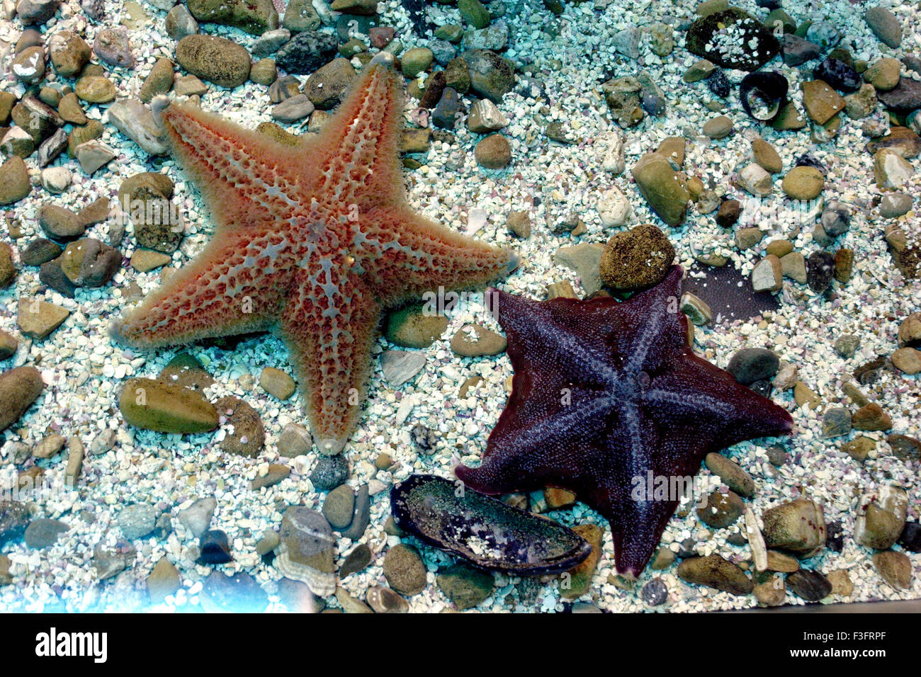 Ochre star fish (pisaster ochraceus) hi-res stock photography and ...