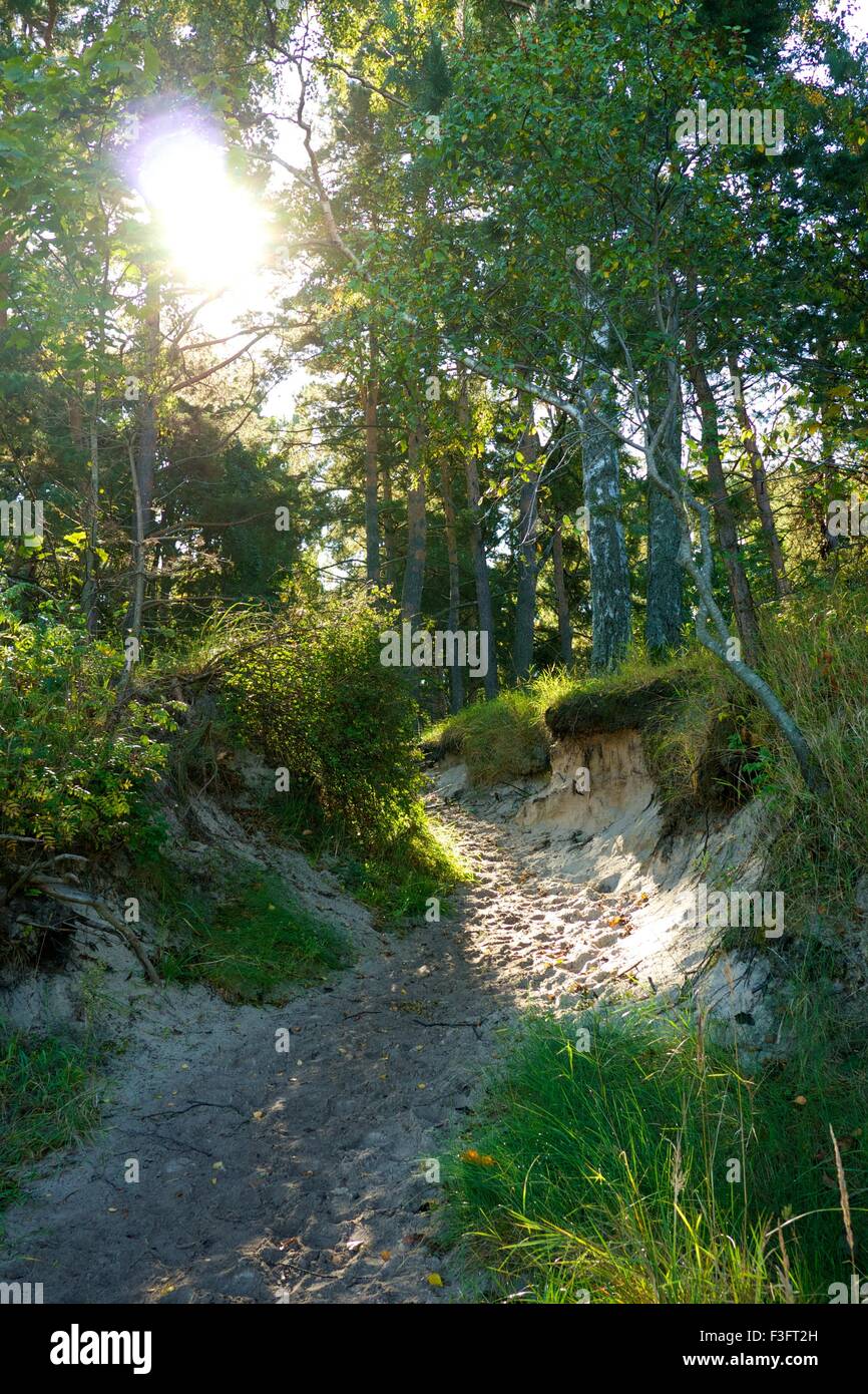Sandy path in a forest Stock Photo - Alamy